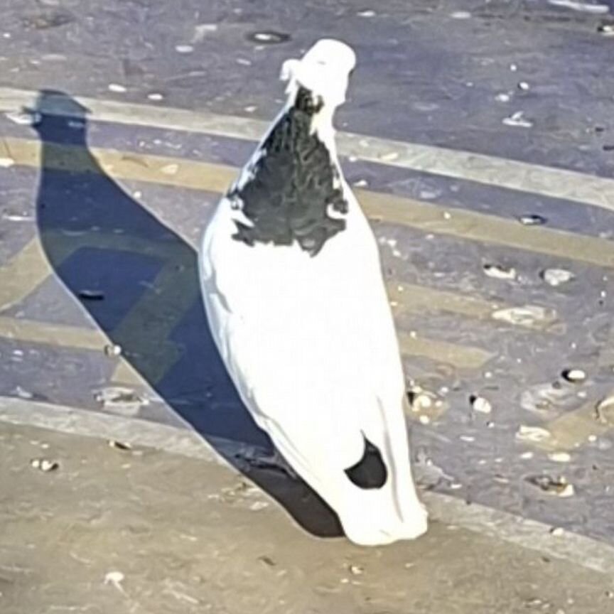 Голуби бойные