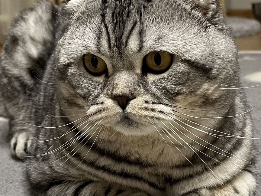 Шотландский кот. Вязка