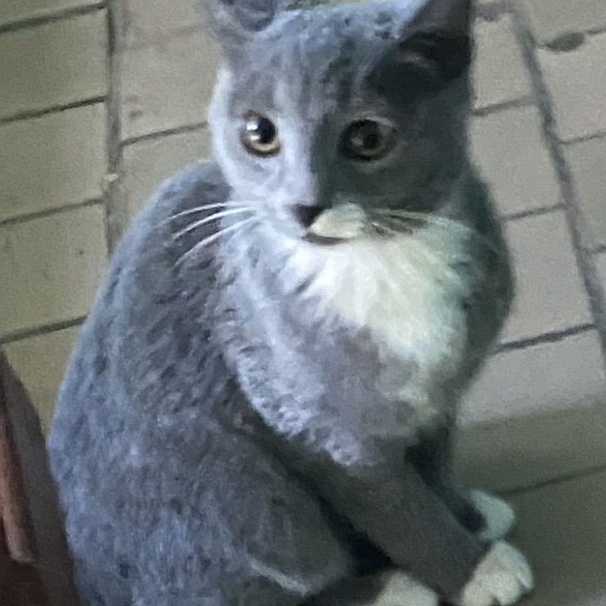 Котенок девочка