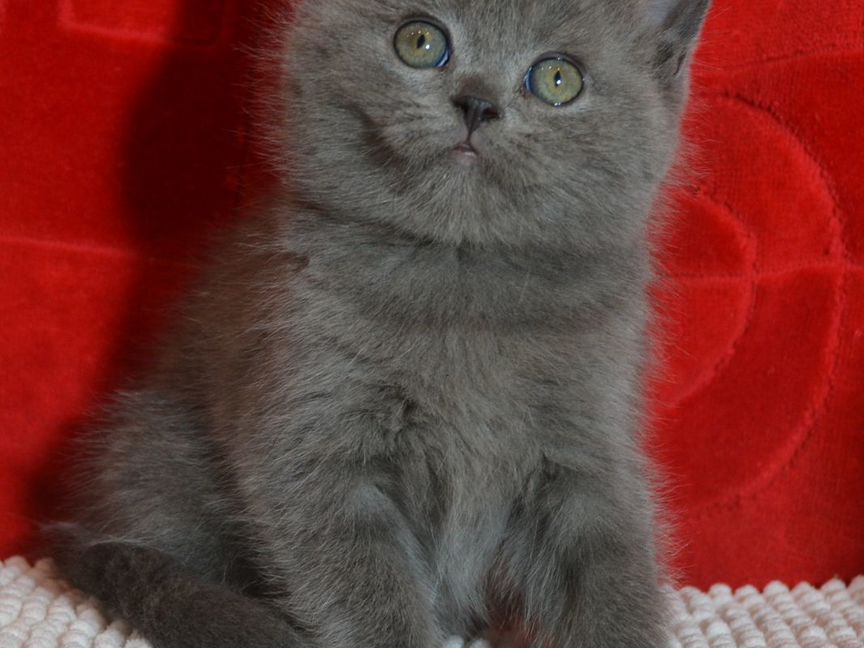 Голубые британцы