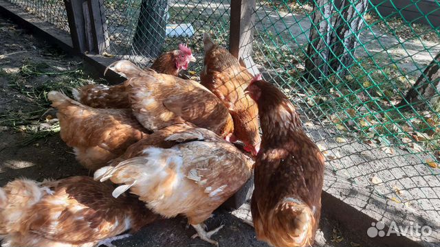 Куры несушки продам 14 шт