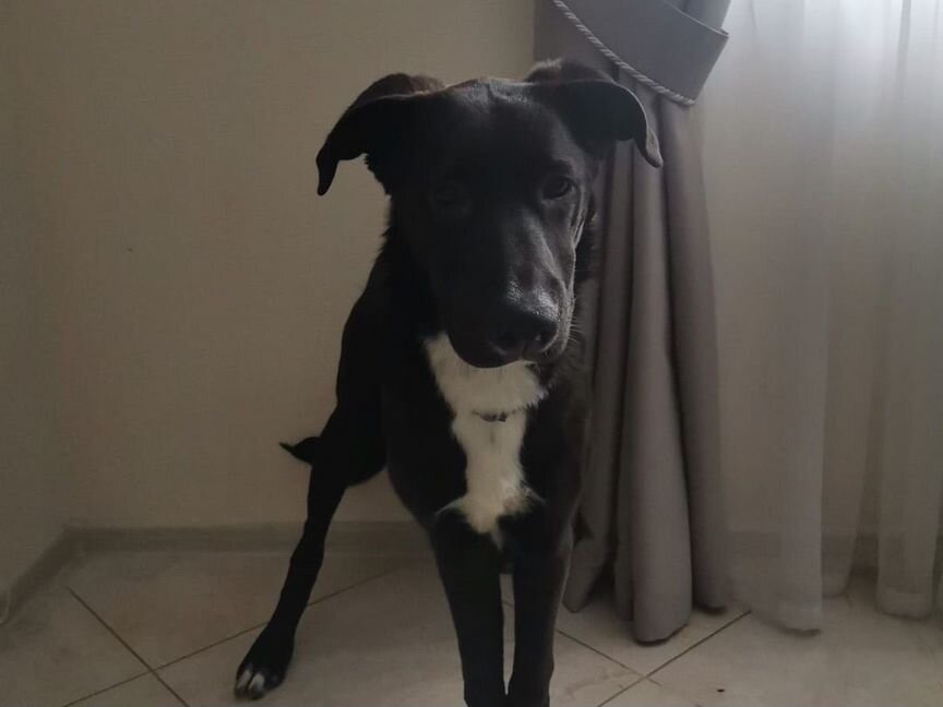 Метис лабрадора в добрые руки