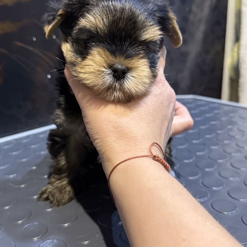 Йоркширский терьер, щенок