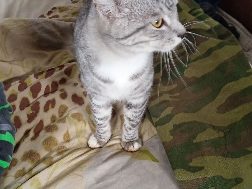 Котик в добрые руки