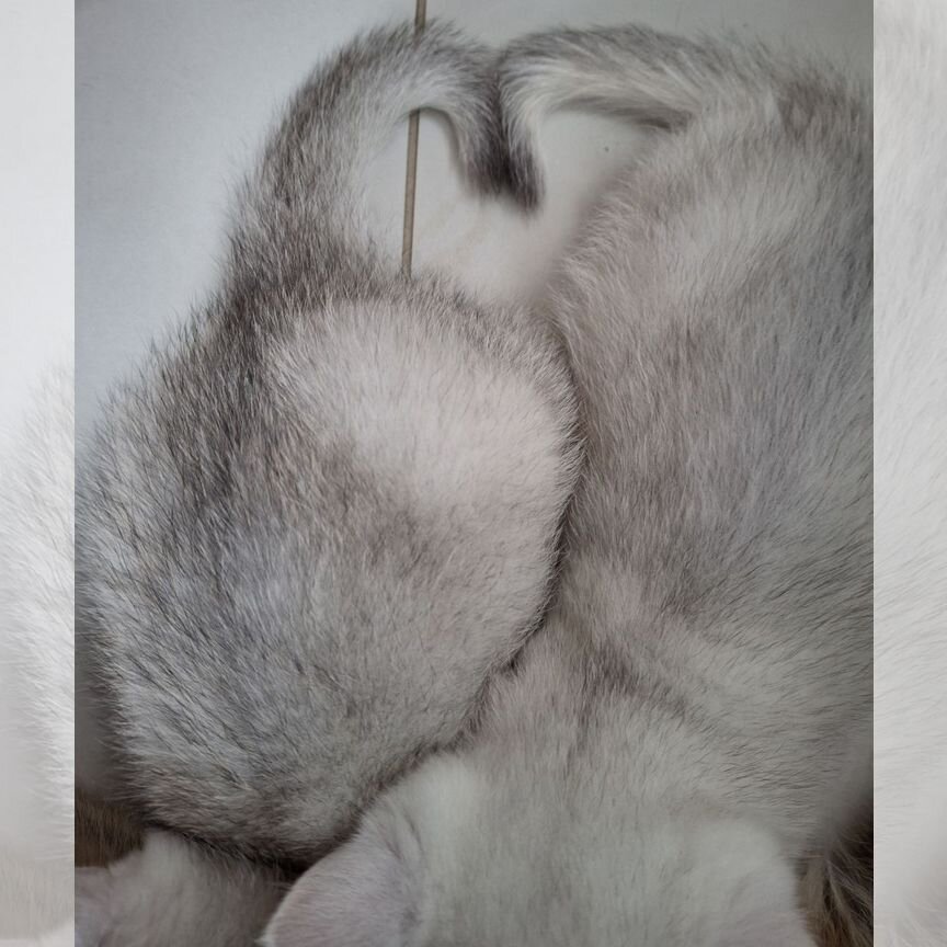 Британские котята