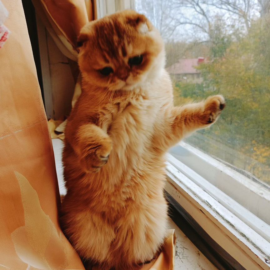 Вязка кошек