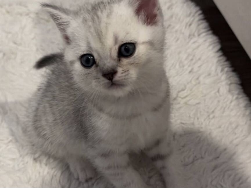Шотландские котята