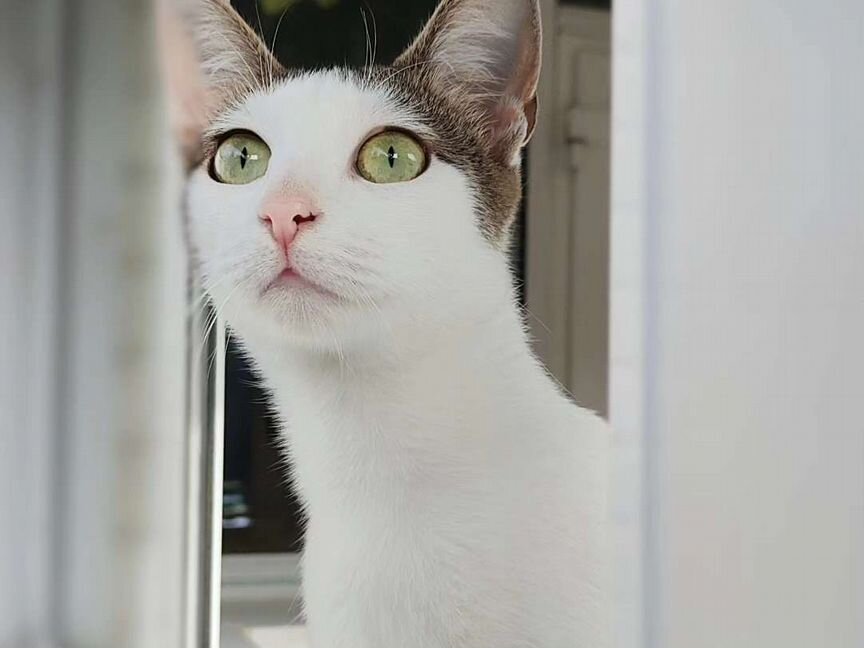 Кошки