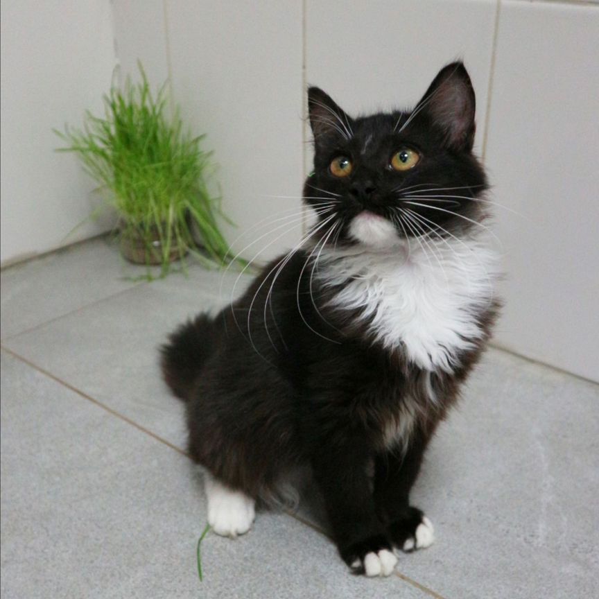 Очень ласковый котенок-девочка, 6,5месяцев