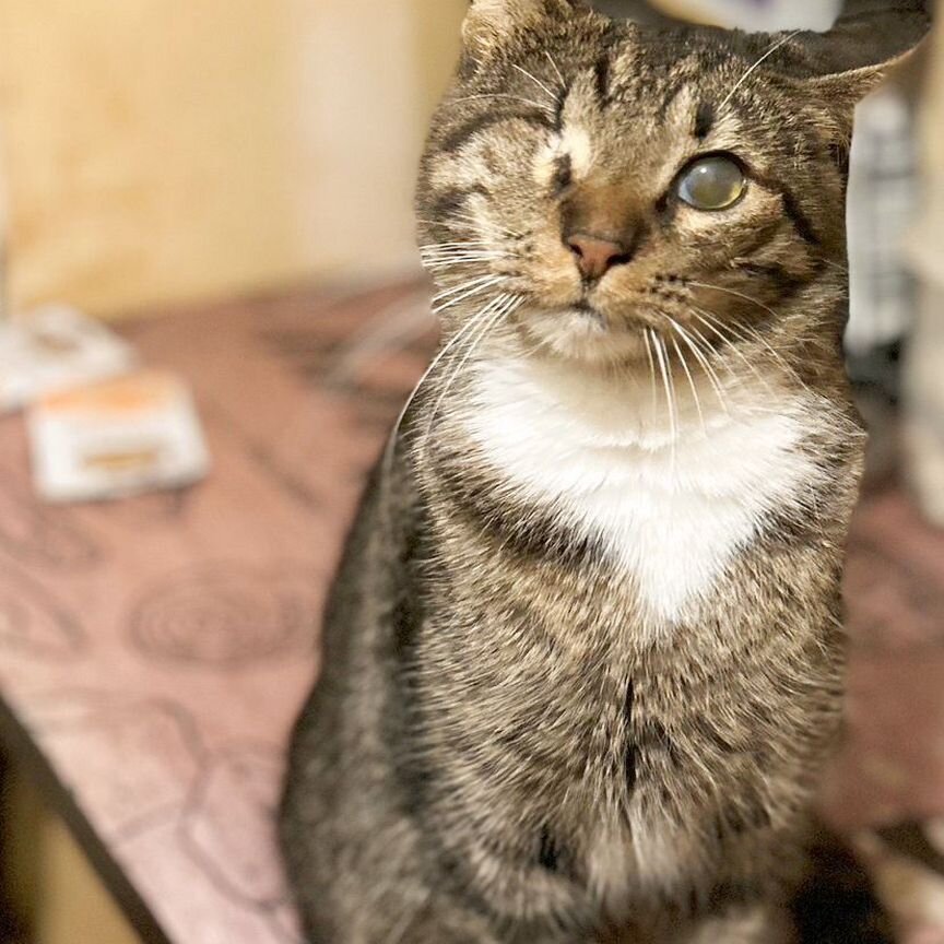 Котик с одним глазом