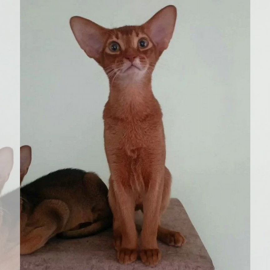 Абиссинский котёнок