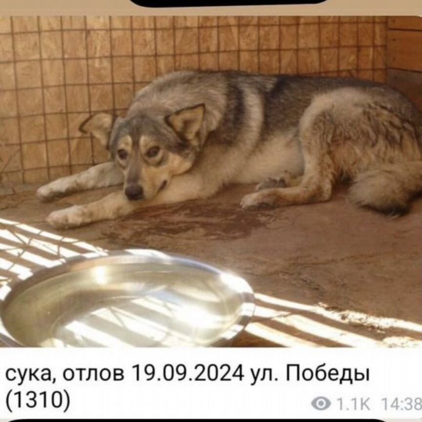 Спасите собаку от смерти