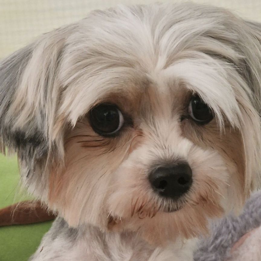 Бивер-йоркширский терьер, взрослый пёс