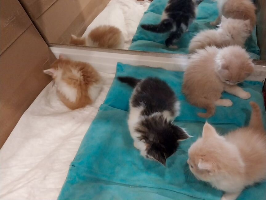 Котята в добрые руки