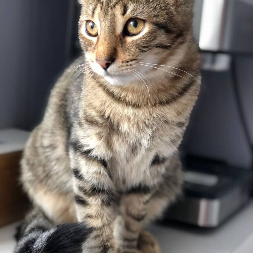 Котёнок Кокос