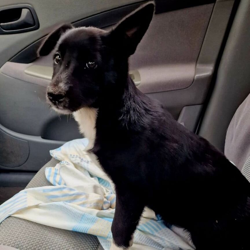 Собака в добрые руки