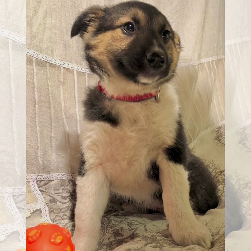 Щенок девочка Мишель бесплатно