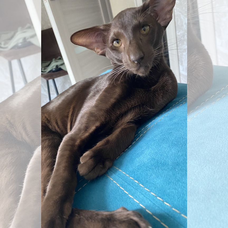 Продается кот ориентальный в экстрим типе