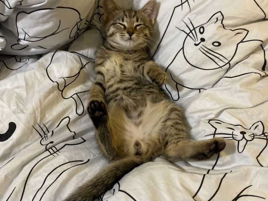 Котенок Мальчик Тигррр 2 месяца