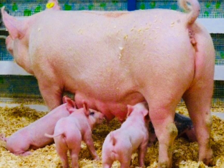 Семя породистых и терминальных хрков