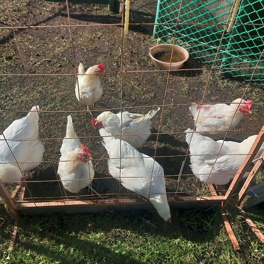 Куры несушки Ломанн белый