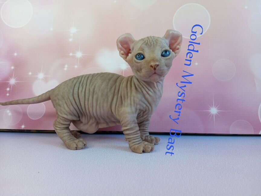 Сфинкс Двэльф, Двельф