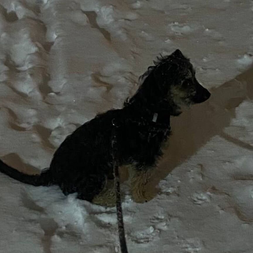 Йоркширский терьер, щенок