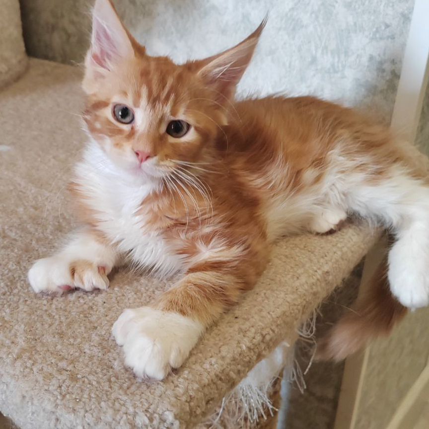 Котята майкун и полидакт