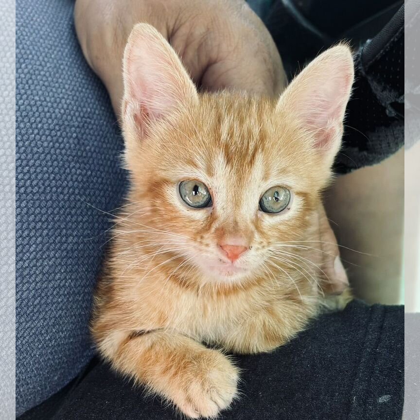 Котята в добрые руки даром