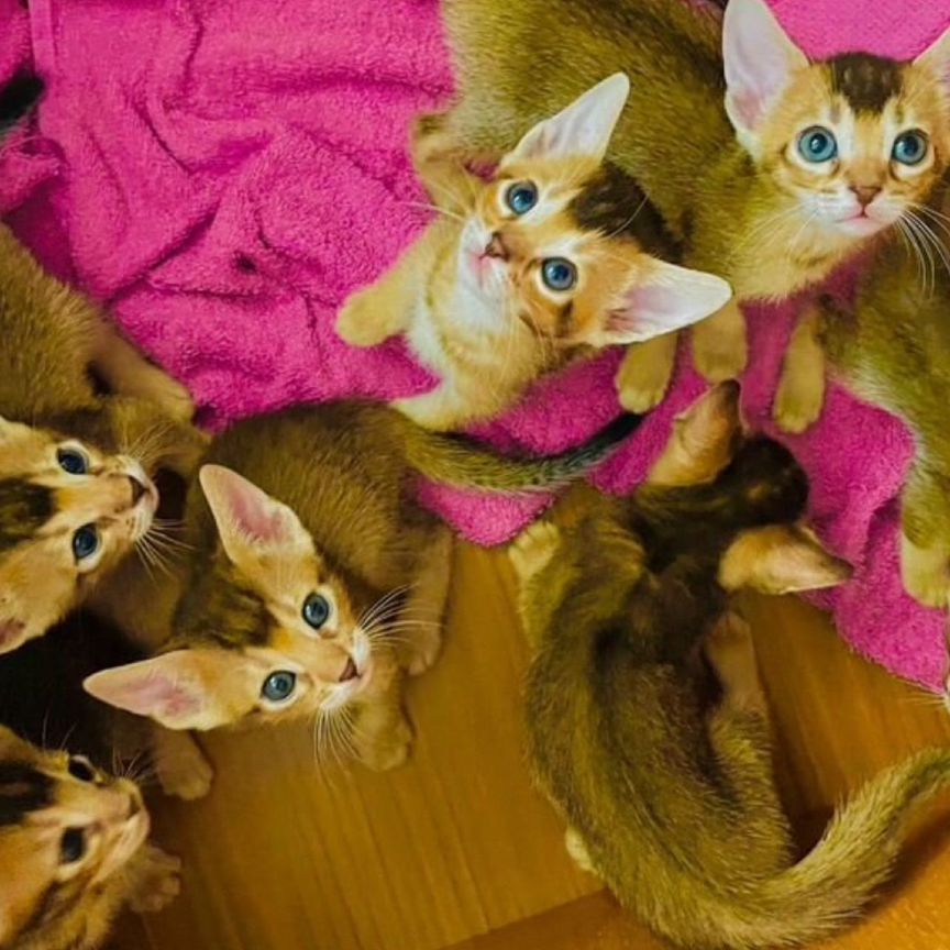 Котята