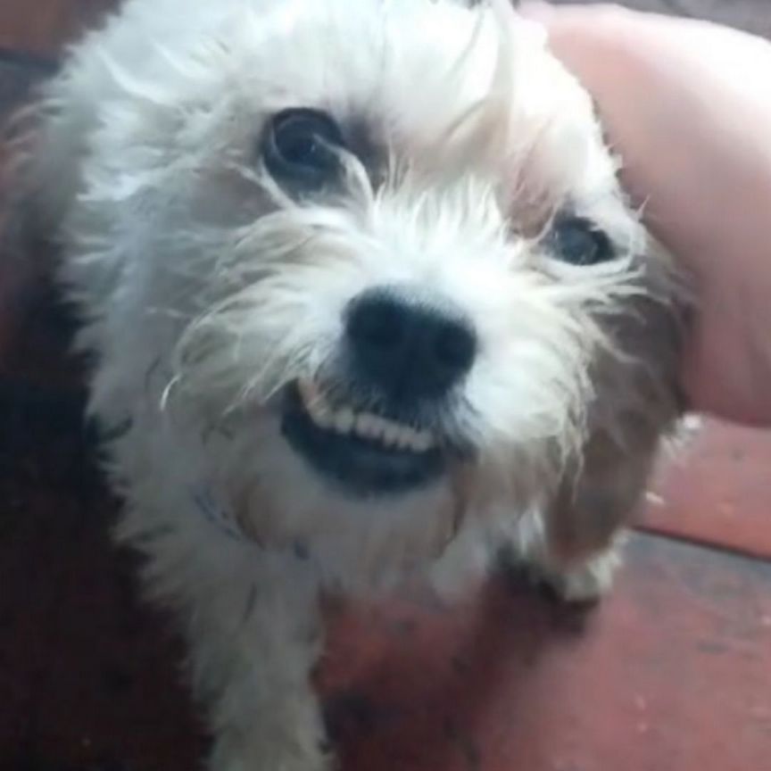 Девочка ушастая маленькая