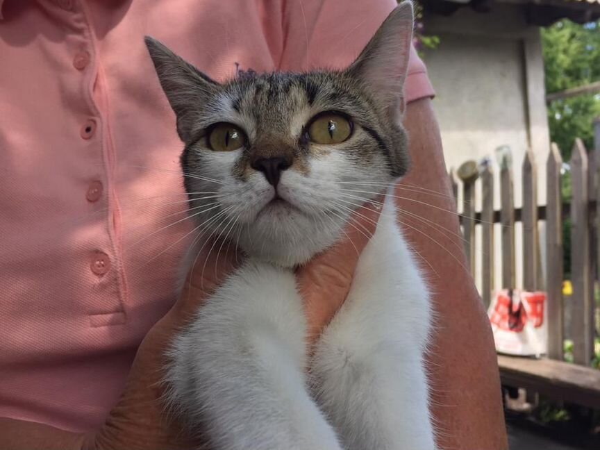 Найдена Кошка