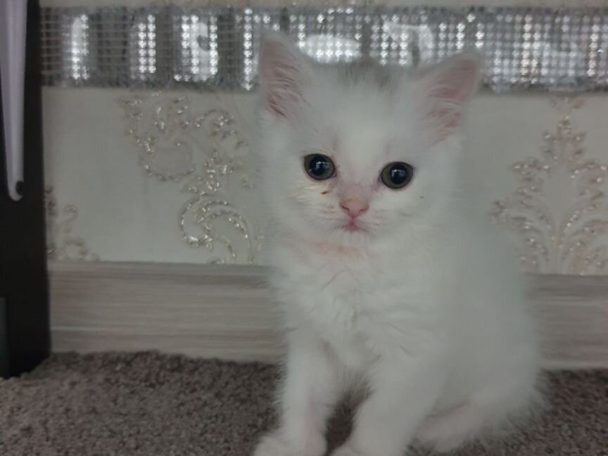 Шотландская прямоуха