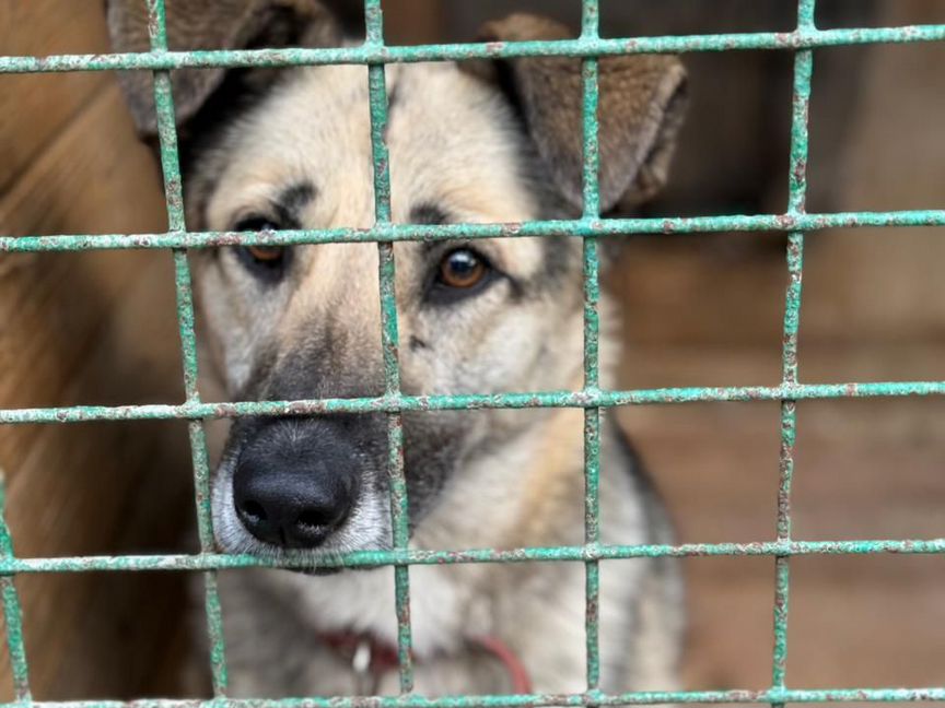 Молодая собачка Валюшка надеется найти свою семью