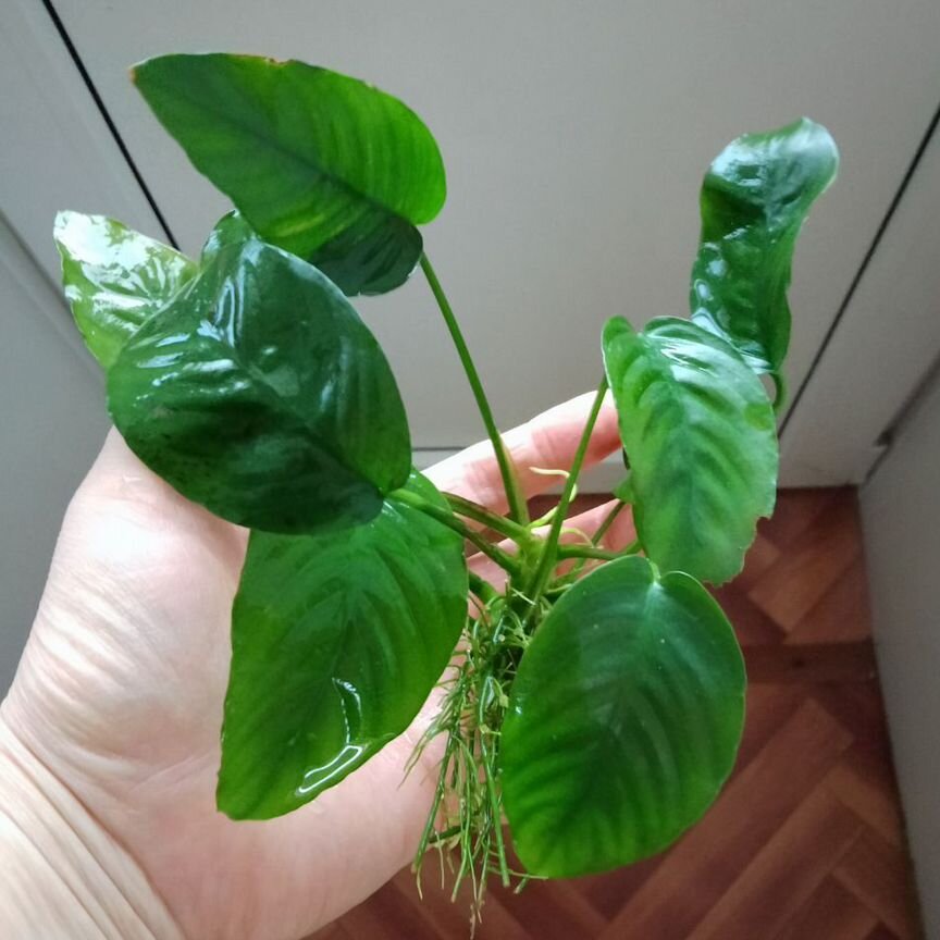 Анубиас аквариумные растения