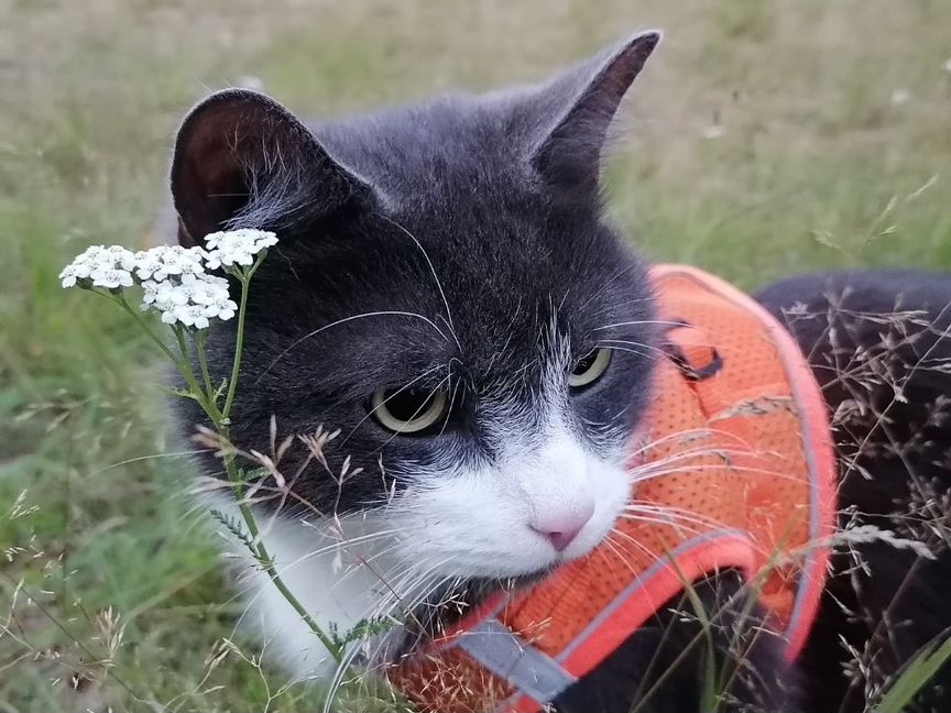 Кот