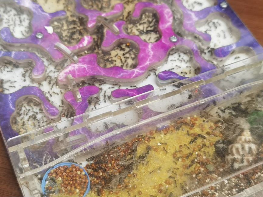 Муравьиная ферма бу