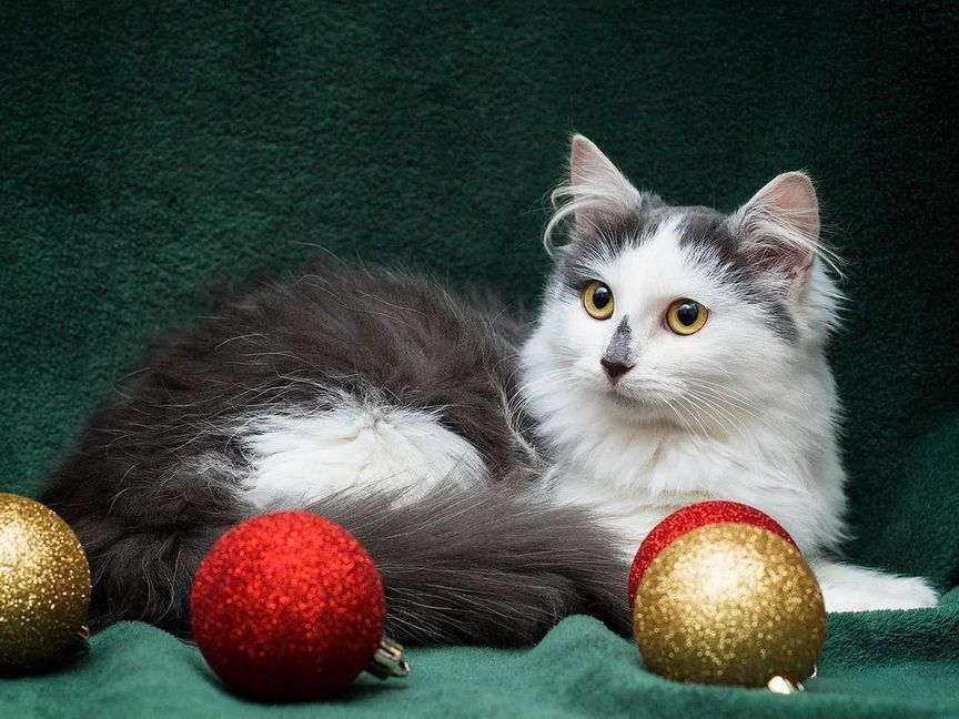 Котенок Серена
