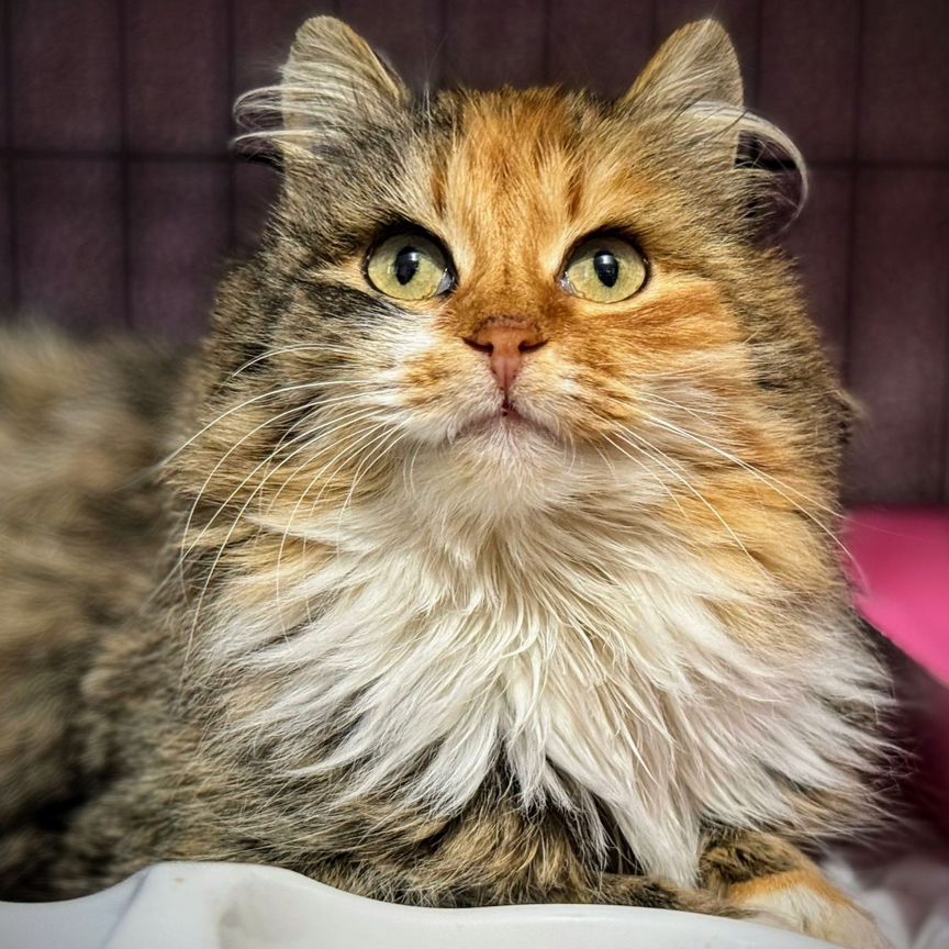 Красавица Сабрина в добрые руки