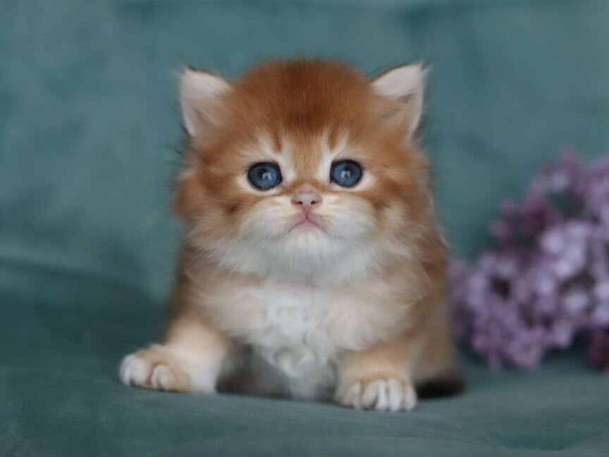 Британский котёнок