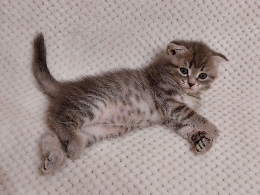 Шотландские вислоухие