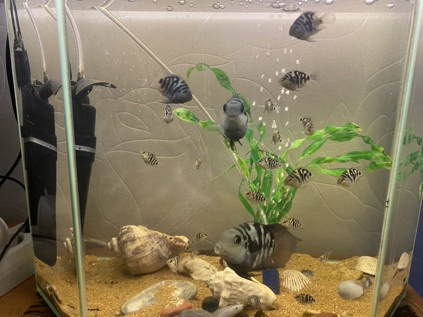 Цихлиды чернополосые