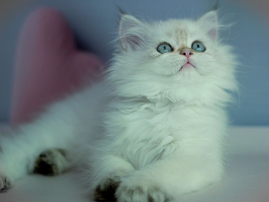 Ручной роскошный Марципан ny1133