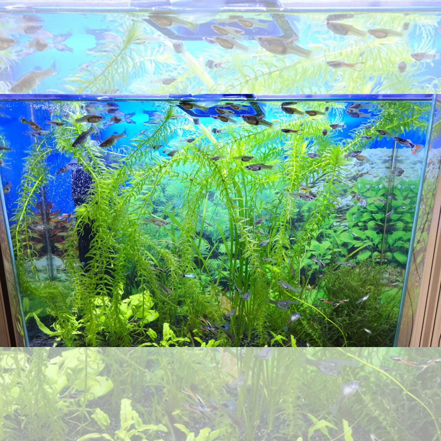 Аквариумные рыбки