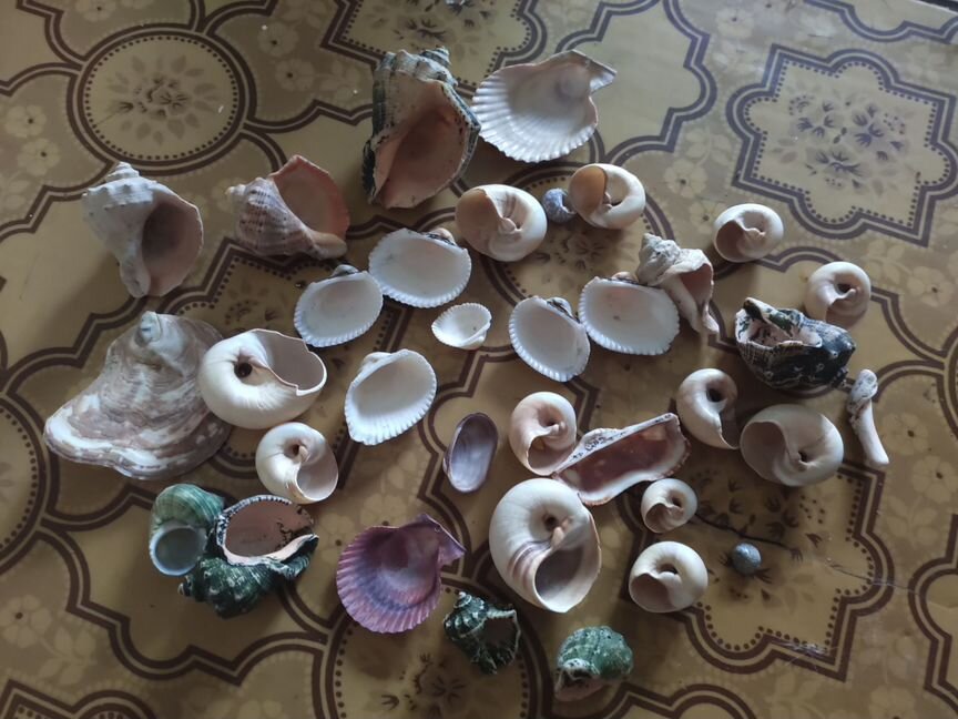 Ракушки для аквариума