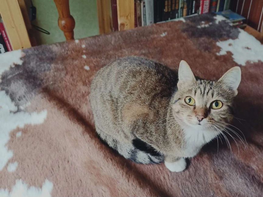 Кошка Рыся 1год