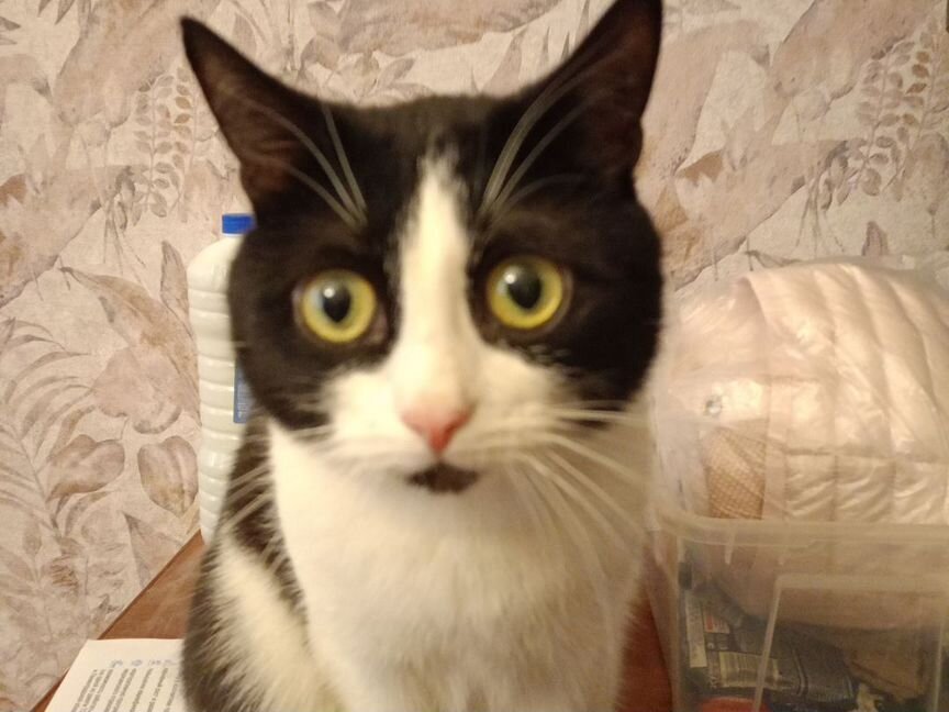 Кот