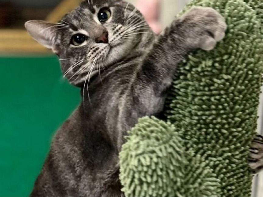 Грэй в добрые руки