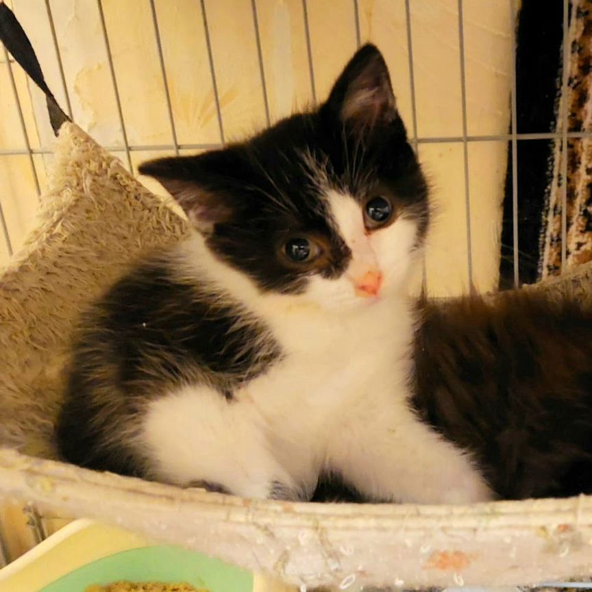 Маленький храбрый котенок Дайкон 1.5мес
