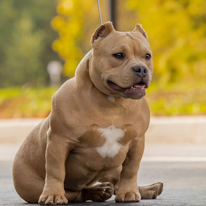 Американский булли девочка 30 см